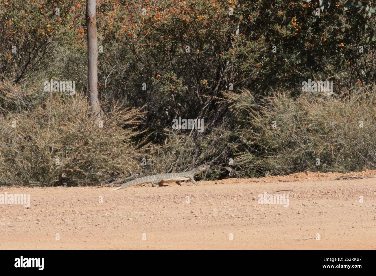Sand Goanna (Varanus gouldii Stock Photo - Alamy