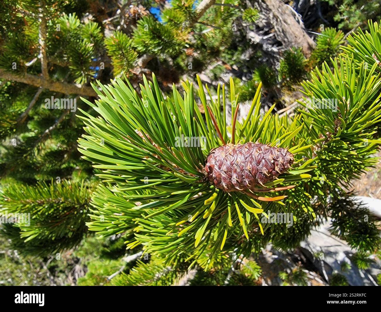 lodgepole pine (Pinus contorta Stock Photo - Alamy