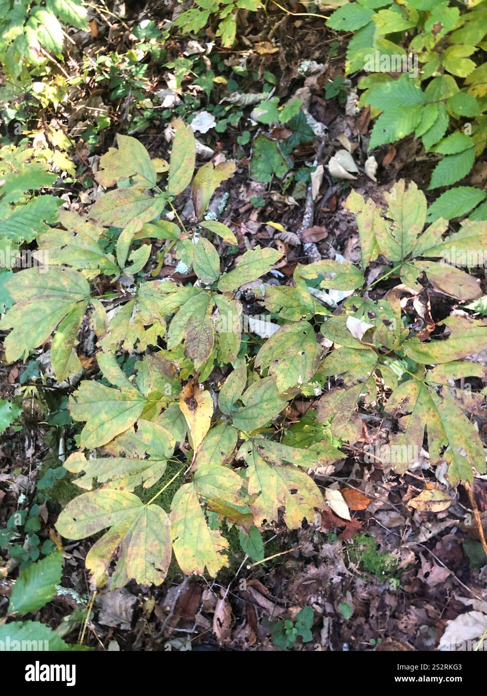 early blue cohosh (Caulophyllum giganteum Stock Photo - Alamy