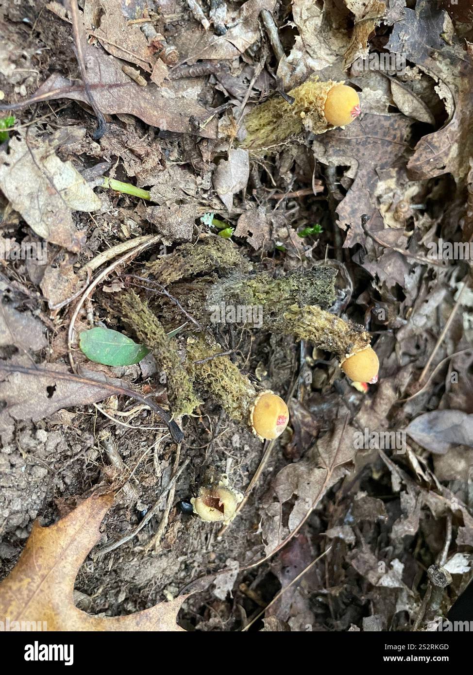 Collared Calostoma (Calostoma lutescens Stock Photo - Alamy