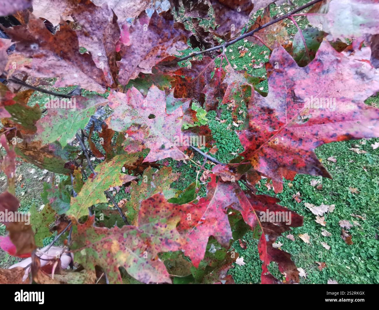 northern red oak (Quercus rubra Stock Photo - Alamy