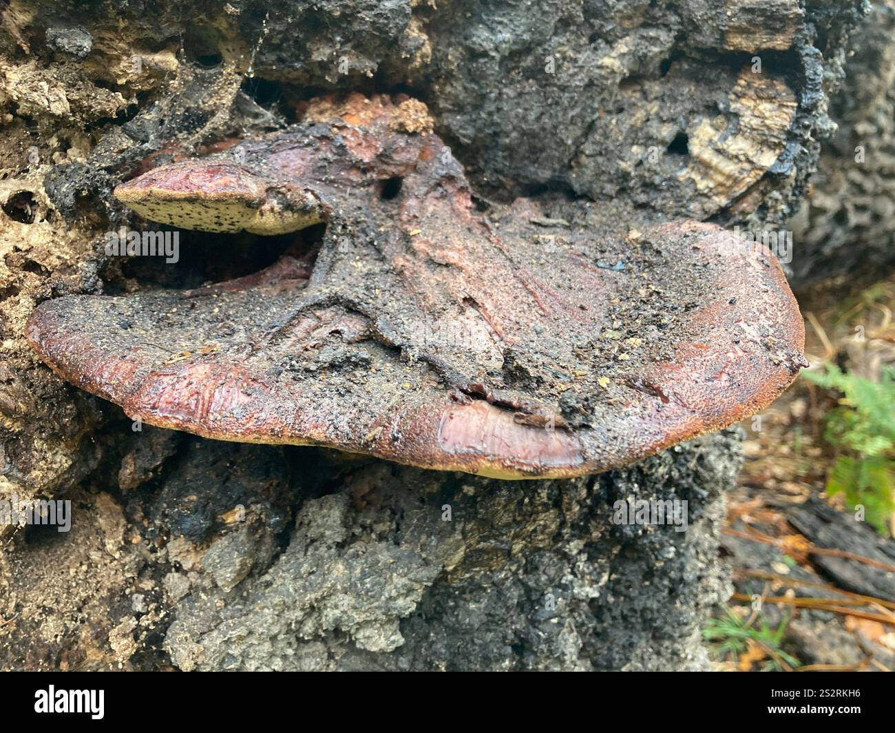 Beefsteak Polypore (Fistulina hepatica Stock Photo - Alamy