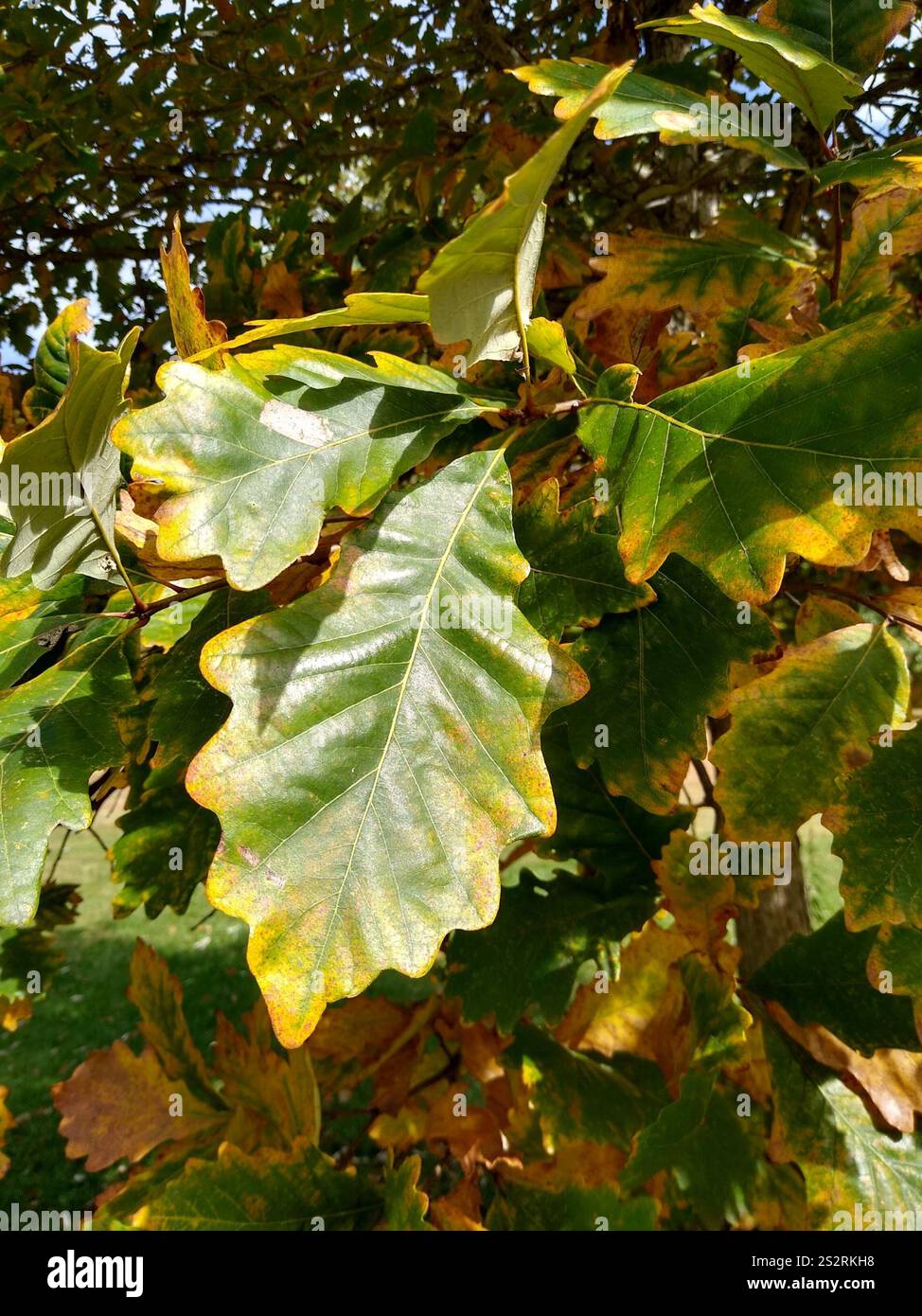 swamp white oak (Quercus bicolor Stock Photo - Alamy