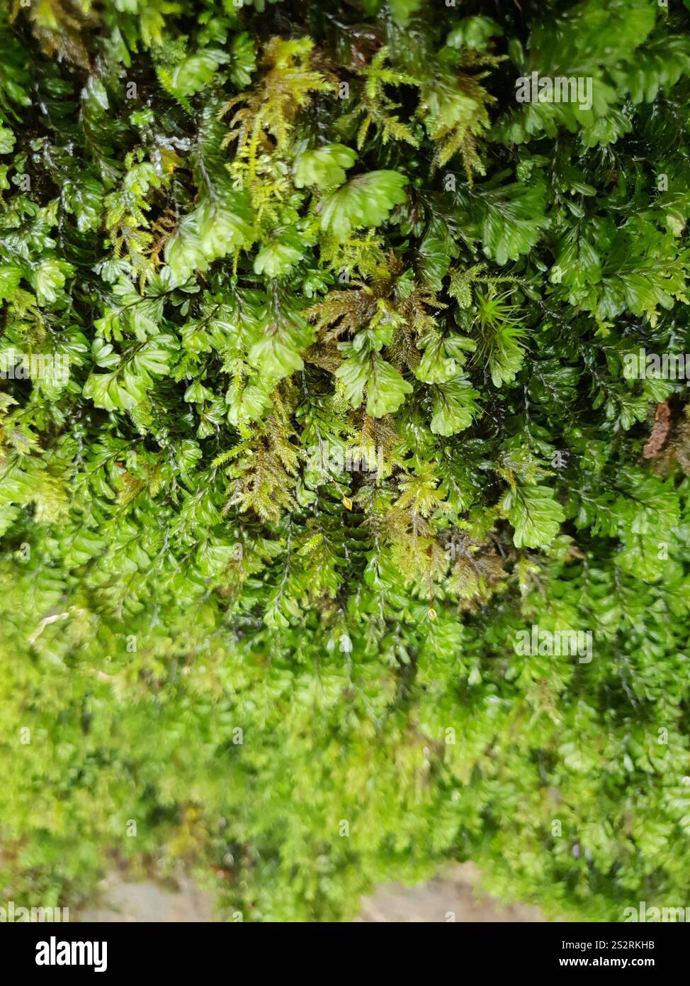 Wilson's Filmy-fern (Hymenophyllum wilsonii Stock Photo - Alamy