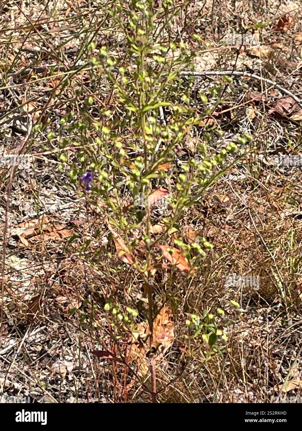 Blue Curls (Trichostema dichotomum Stock Photo - Alamy