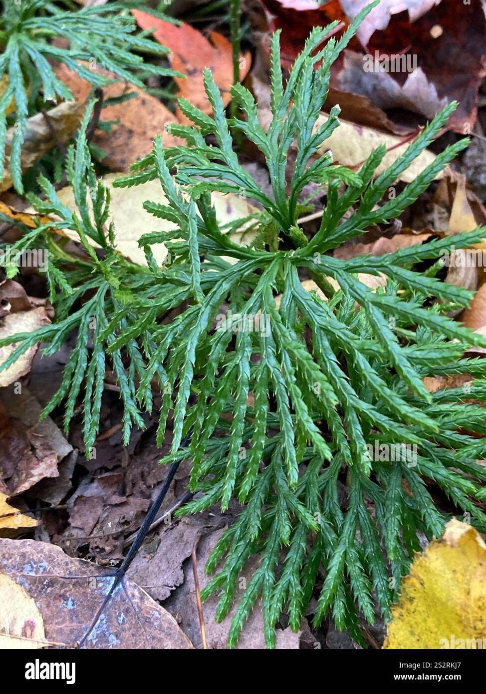 fan clubmoss (Diphasiastrum digitatum Stock Photo - Alamy
