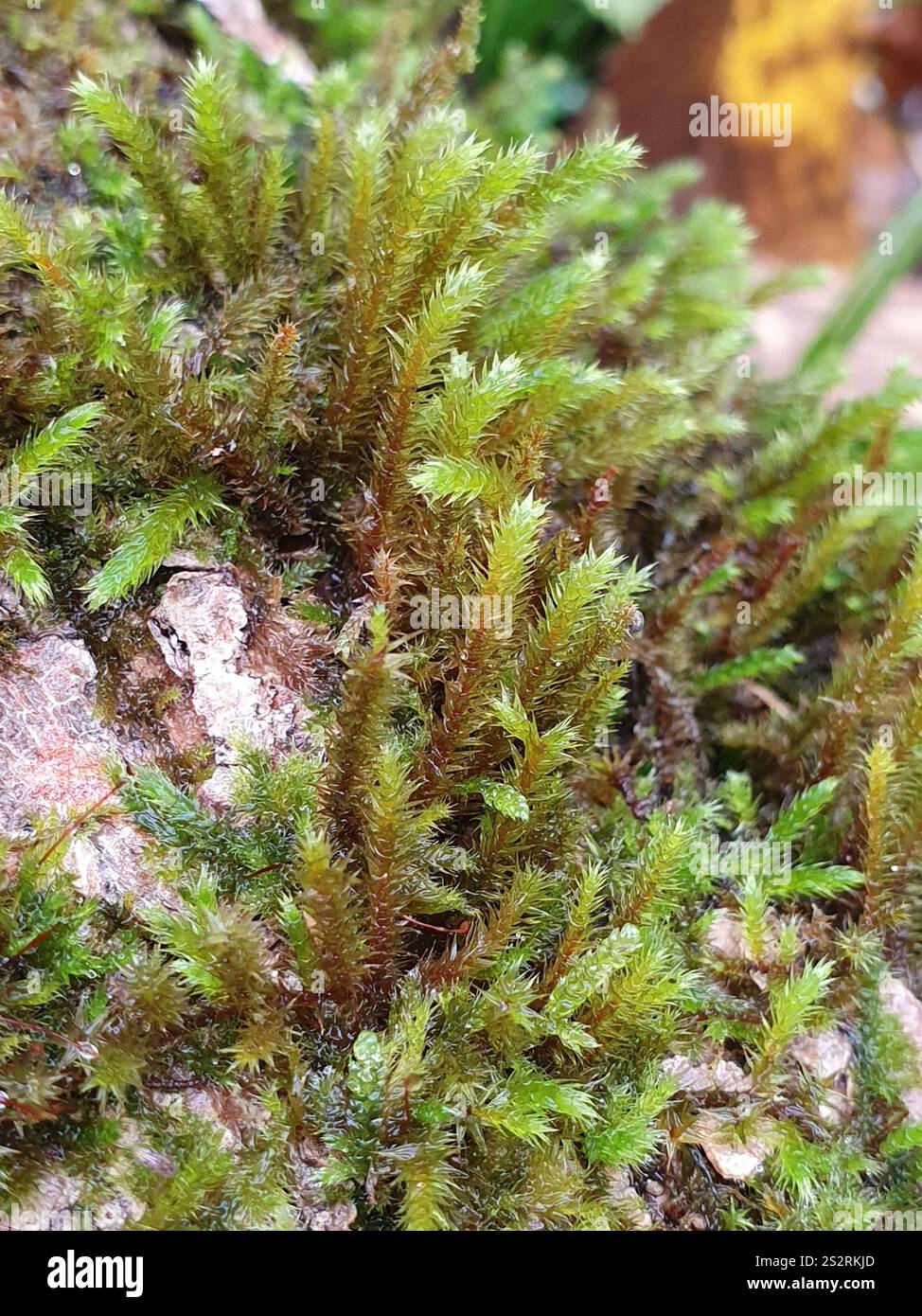 squirrel-tail moss (Leucodon sciuroides Stock Photo - Alamy