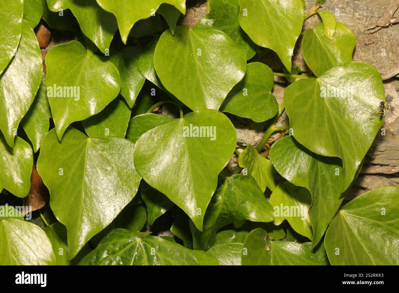 Atlantic Ivy (Hedera hibernica Stock Photo - Alamy