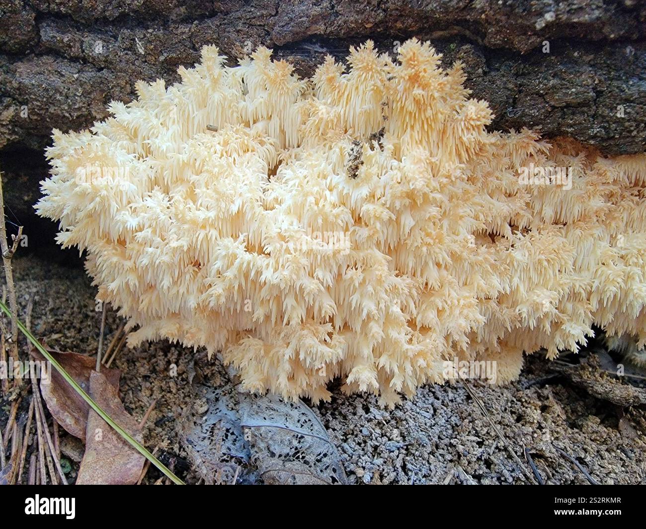 Coral tooth fungus (Hericium coralloides Stock Photo - Alamy