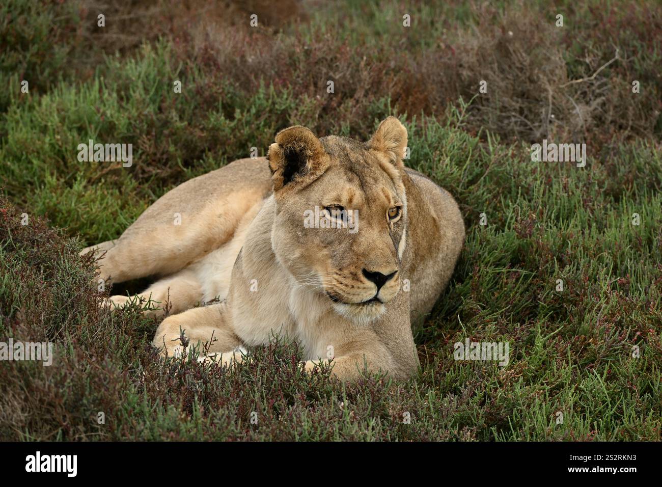 Iconic African Lioness laying down on the grass - safari Stock Photo ...
