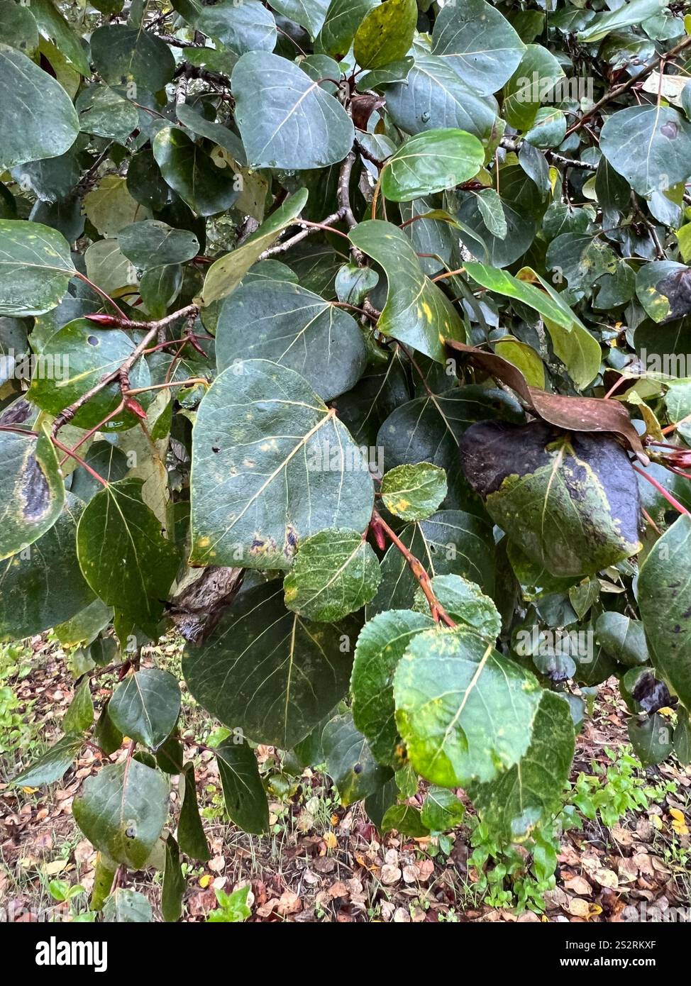 black cottonwood (Populus trichocarpa Stock Photo - Alamy