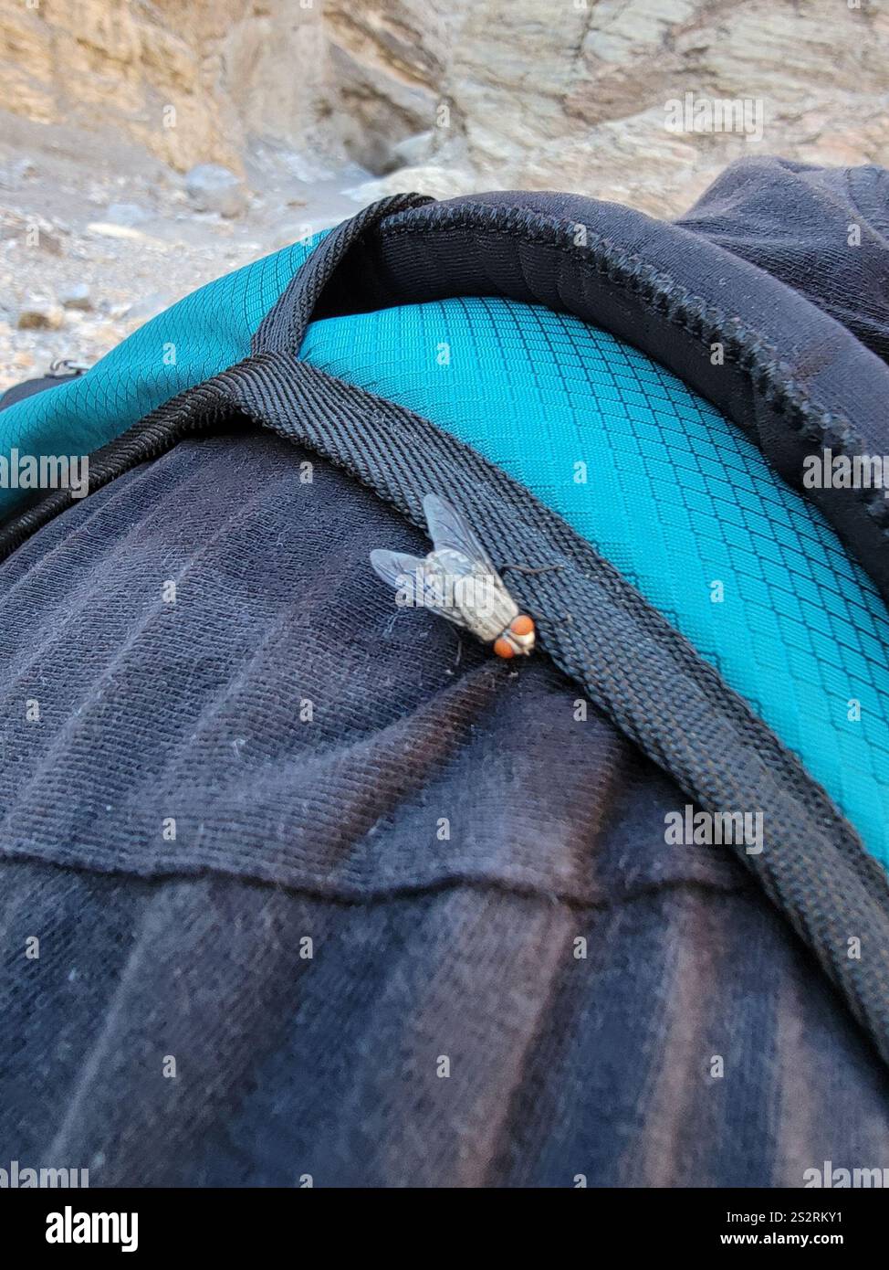 Common Flesh Flies (Sarcophaga Stock Photo - Alamy