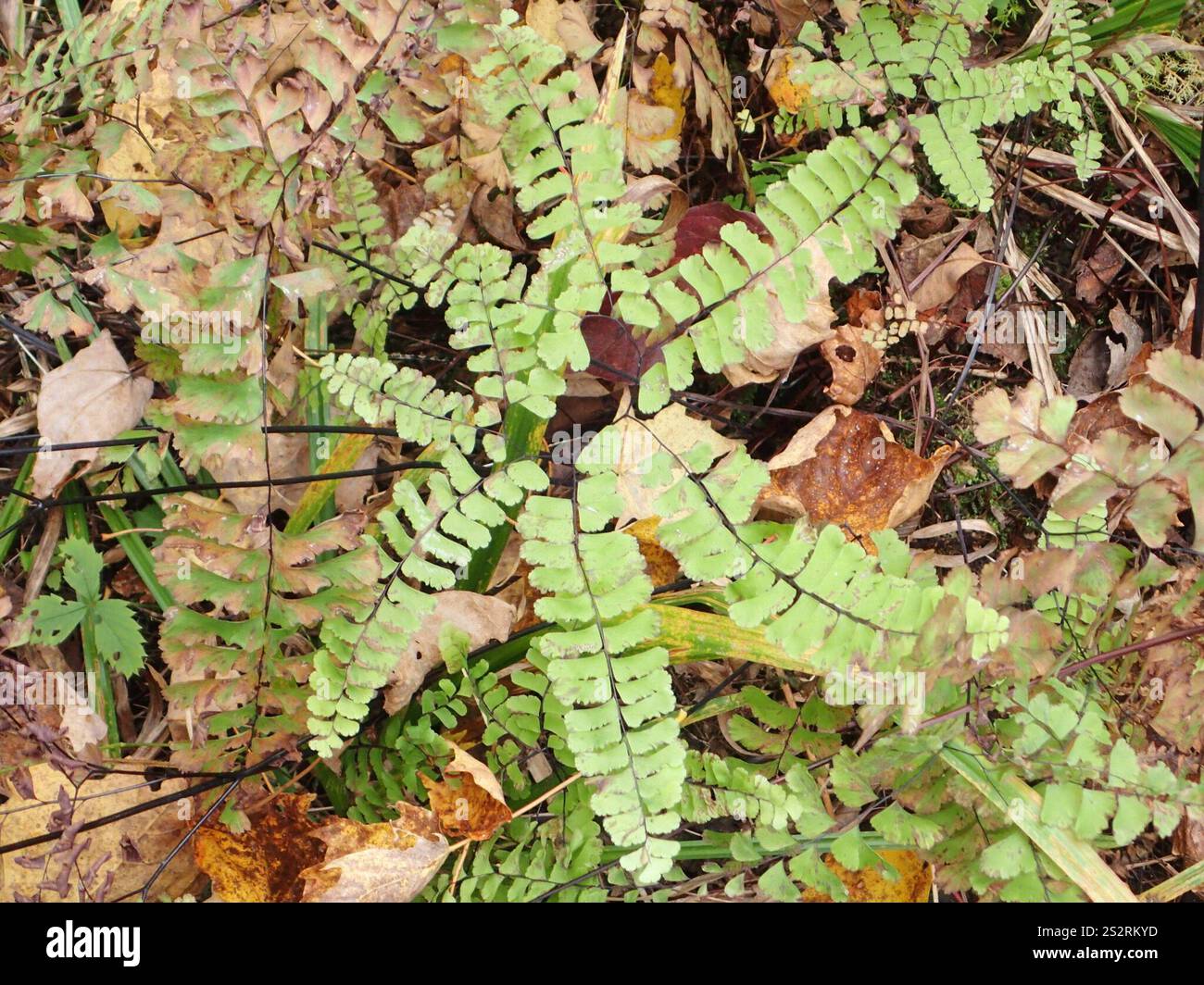 northern maidenhair fern (Adiantum pedatum Stock Photo - Alamy