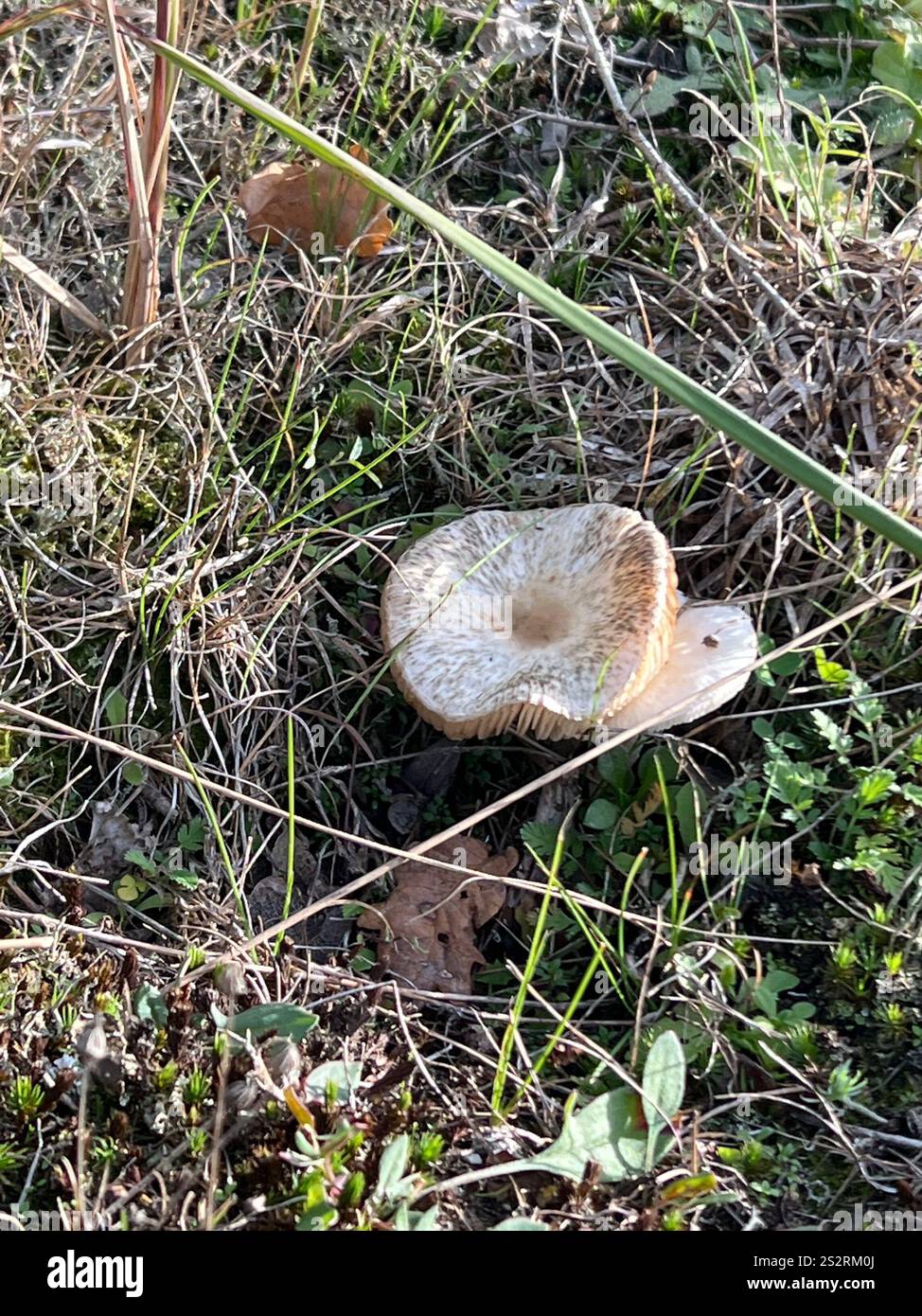 Downy milk cap (Lactarius pubescens Stock Photo - Alamy