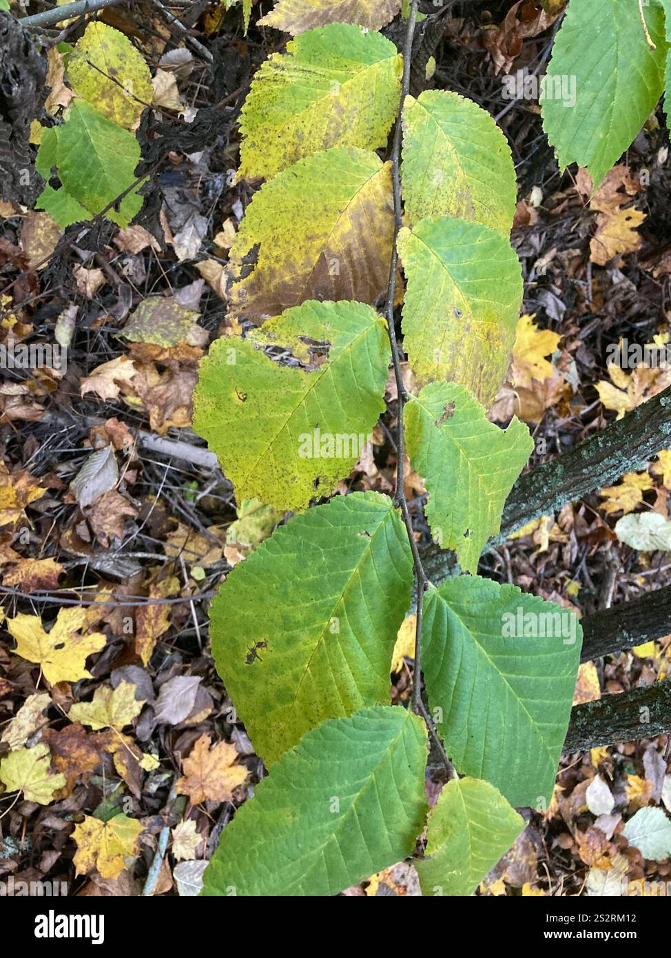 Wych Elm (Ulmus glabra Stock Photo - Alamy