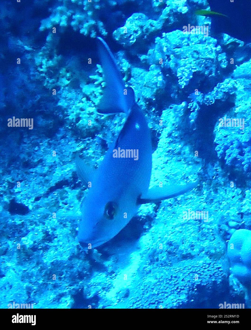 Two-spot Red Snapper (Lutjanus bohar Stock Photo - Alamy