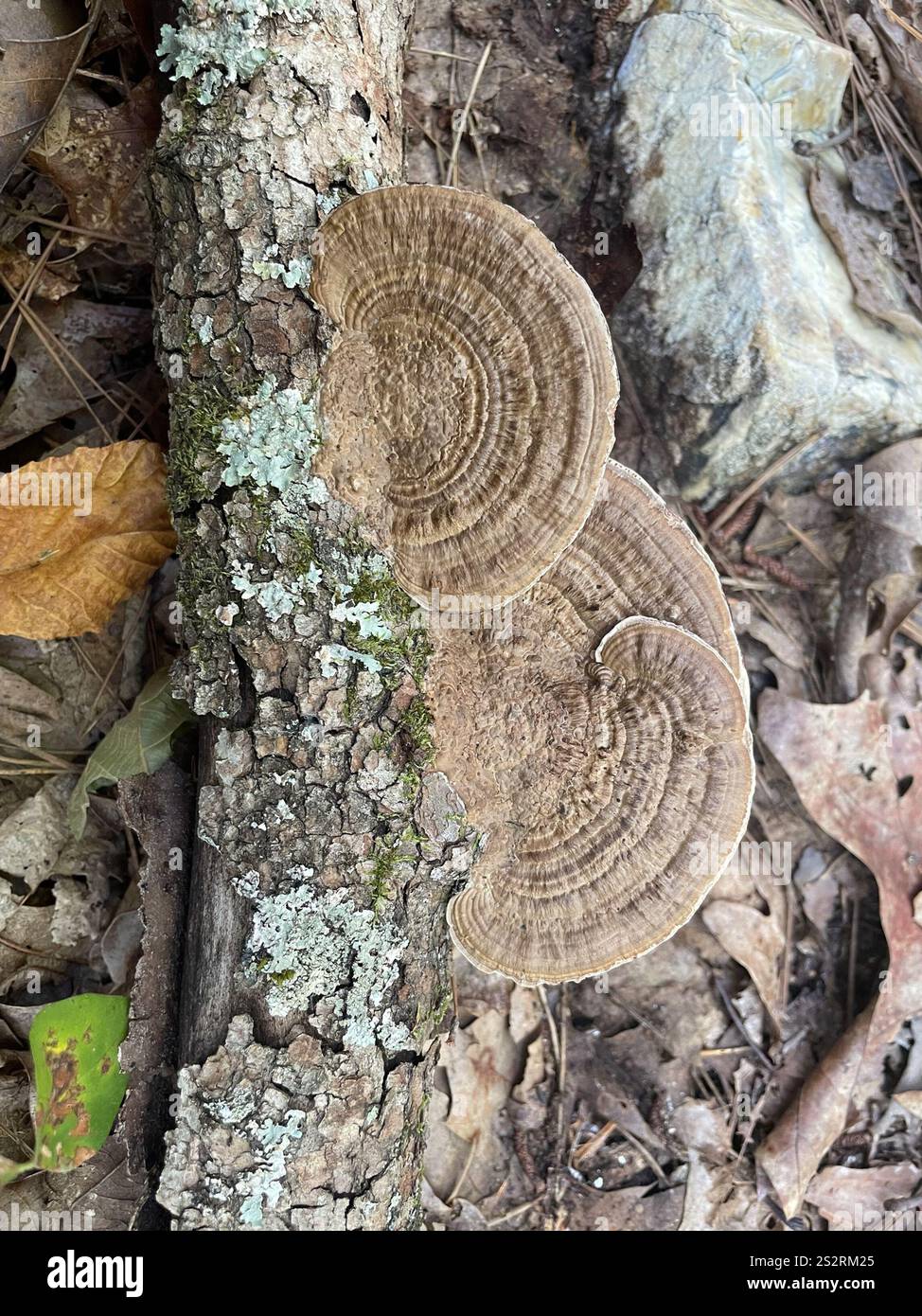 Thin-walled Maze Polypore (Daedaleopsis confragosa Stock Photo - Alamy