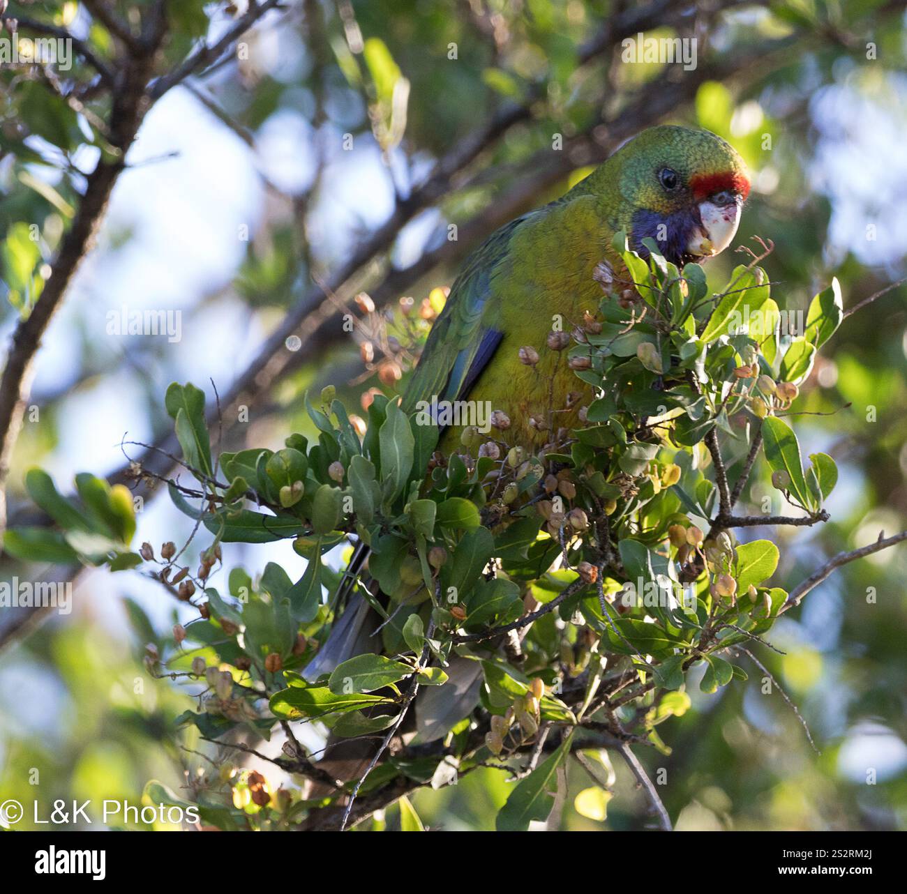 Green Rosella (Platycercus caledonicus Stock Photo - Alamy