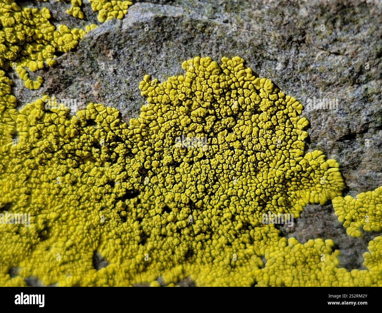 Gold Cobblestone Lichens (Pleopsidium Stock Photo - Alamy