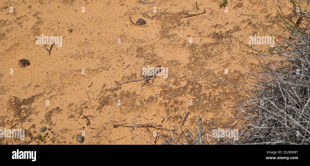 eastern mallee dragon (Ctenophorus spinodomus Stock Photo - Alamy