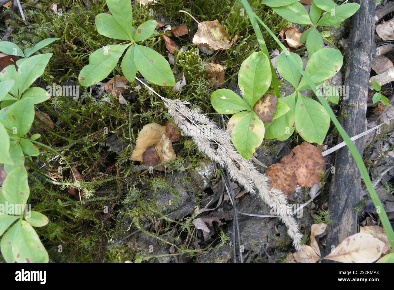 Arctic Starflower (Lysimachia europaea Stock Photo - Alamy