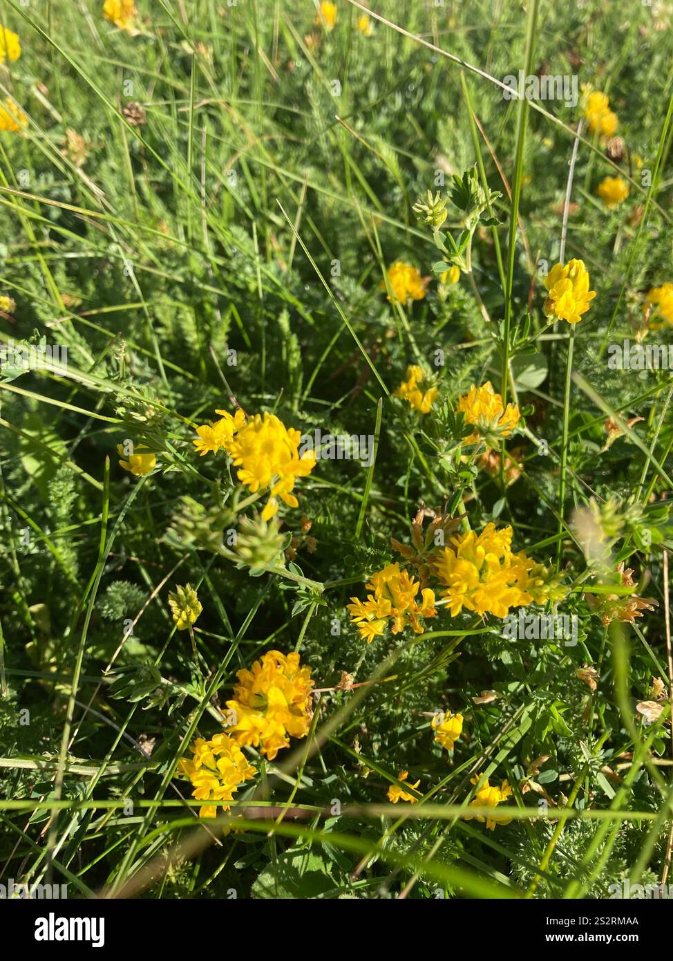 sickle alfalfa (Medicago falcata Stock Photo - Alamy