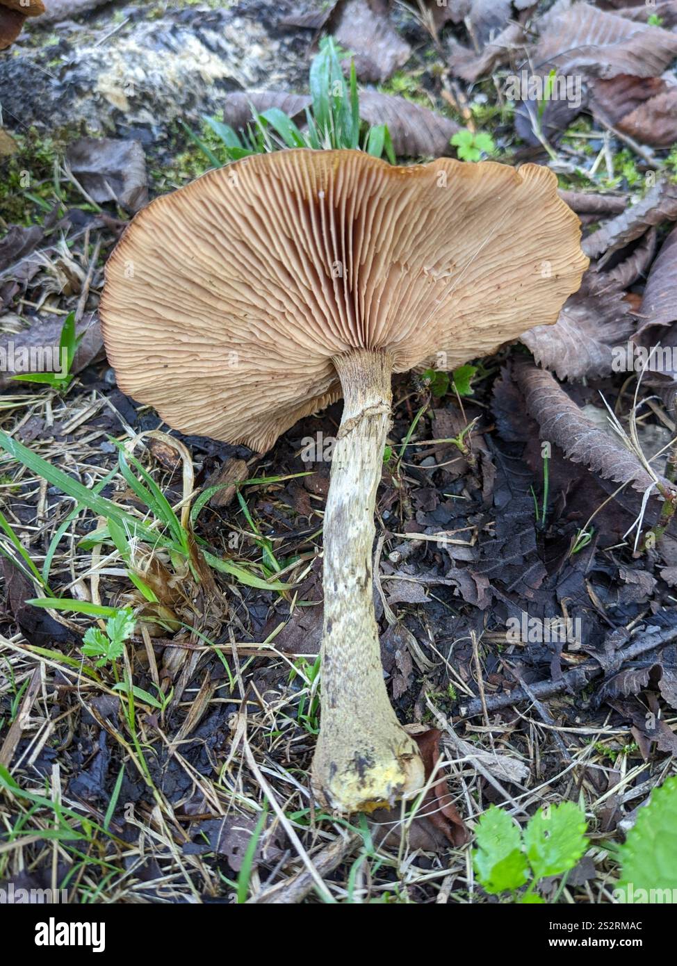 honey mushrooms (Armillaria Stock Photo - Alamy