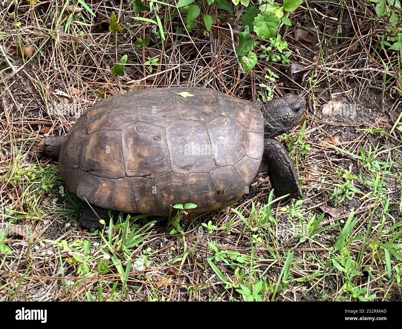 Gopher Tortoise (Gopherus polyphemus Stock Photo - Alamy