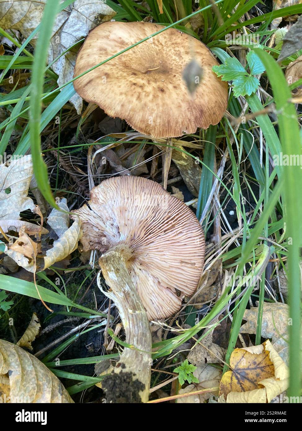 honey mushrooms (Armillaria Stock Photo - Alamy