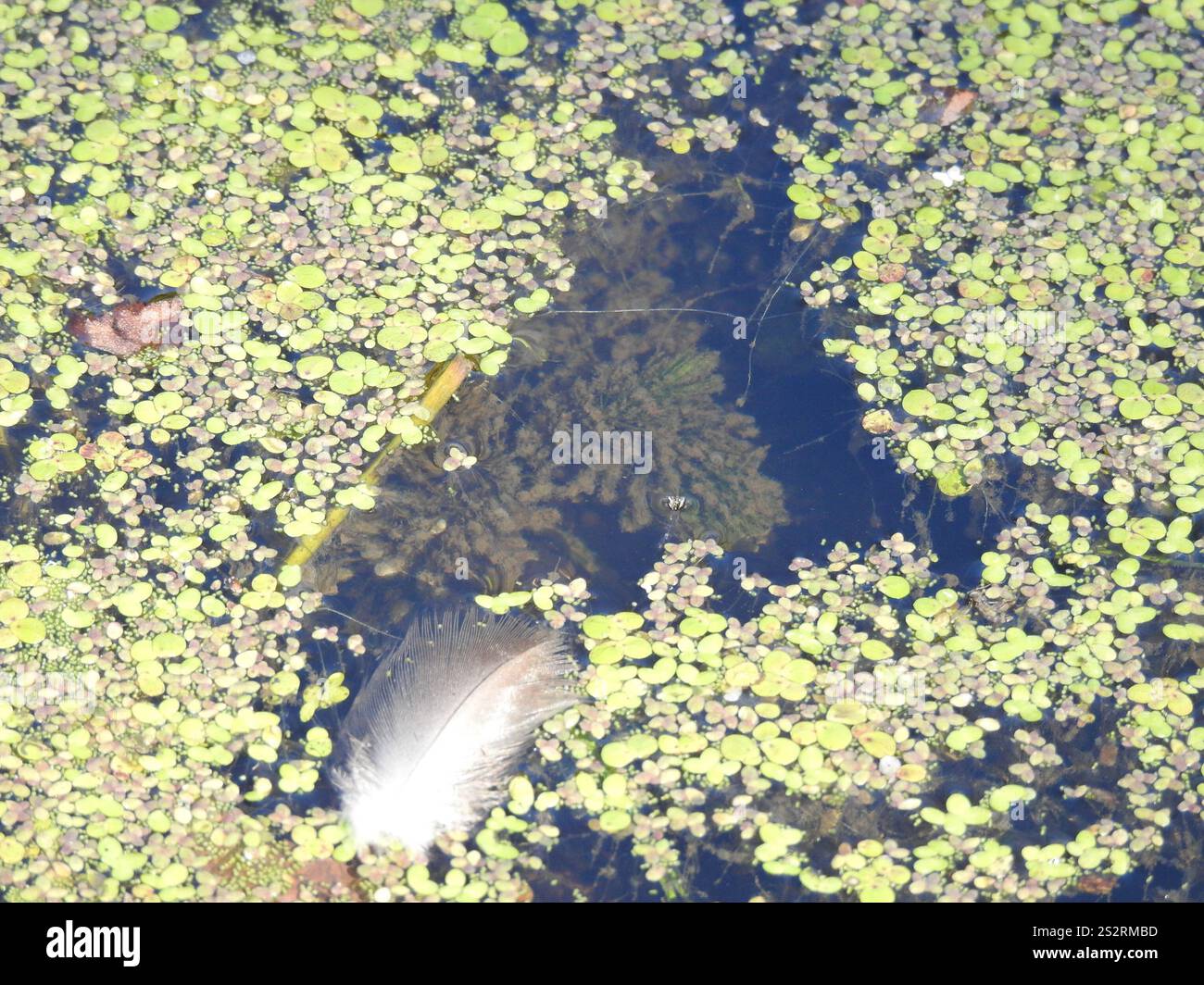 coontail (Ceratophyllum demersum Stock Photo - Alamy