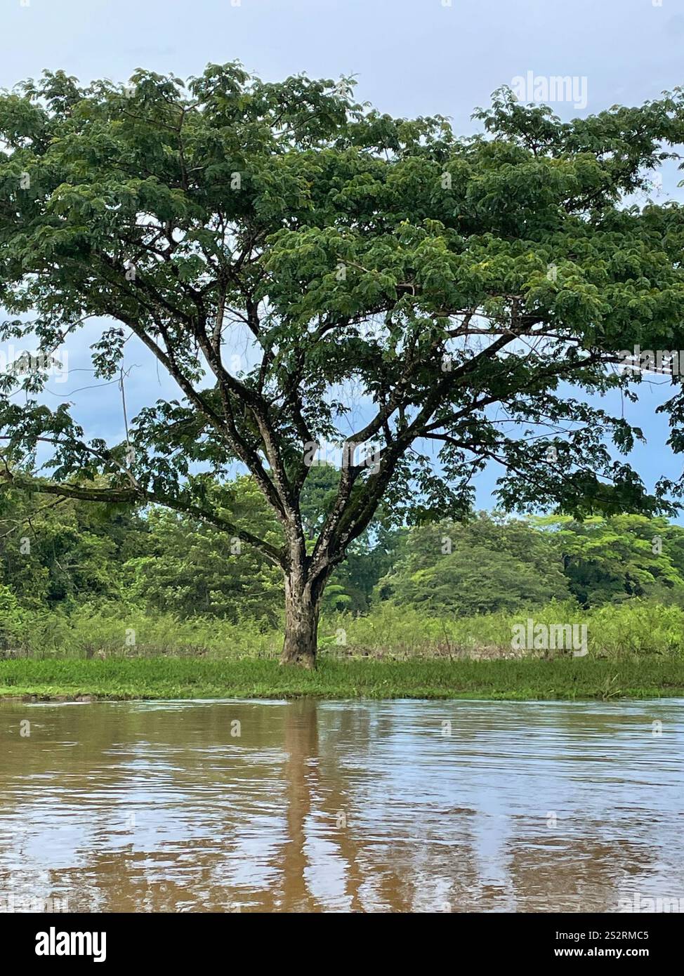 Monkey pod tree (Samanea saman Stock Photo - Alamy