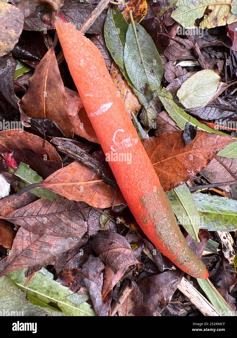 devil's dipstick (Mutinus elegans Stock Photo - Alamy