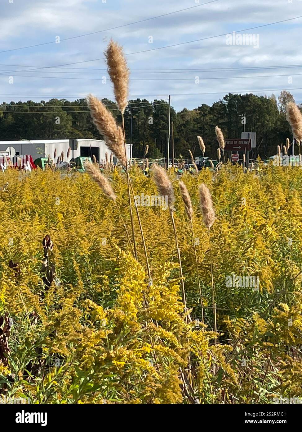sugarcane plumegrass (Erianthus giganteus Stock Photo - Alamy
