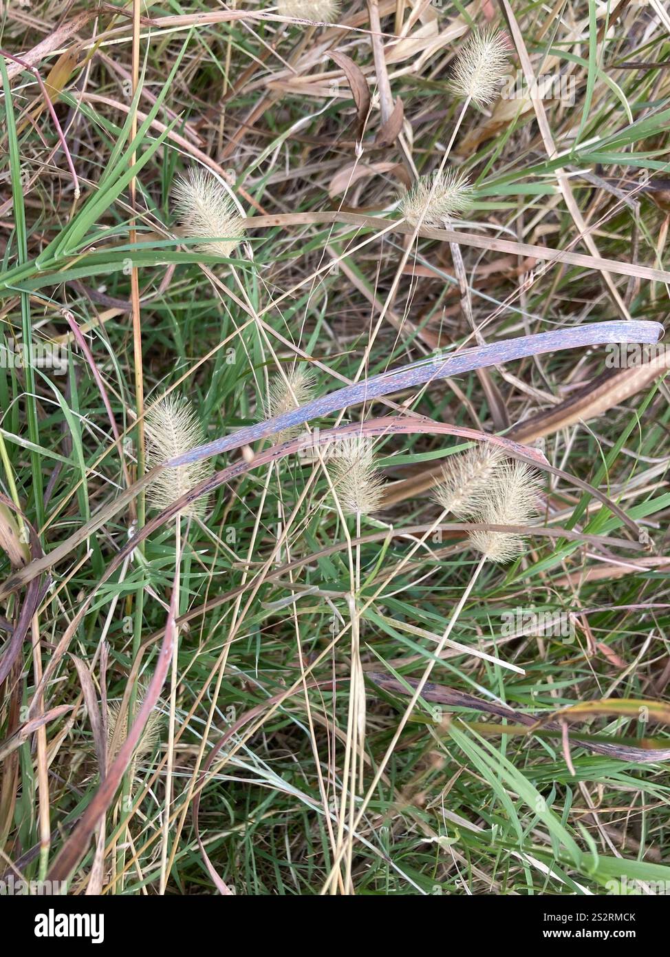 knotroot bristlegrass (Setaria parviflora Stock Photo - Alamy