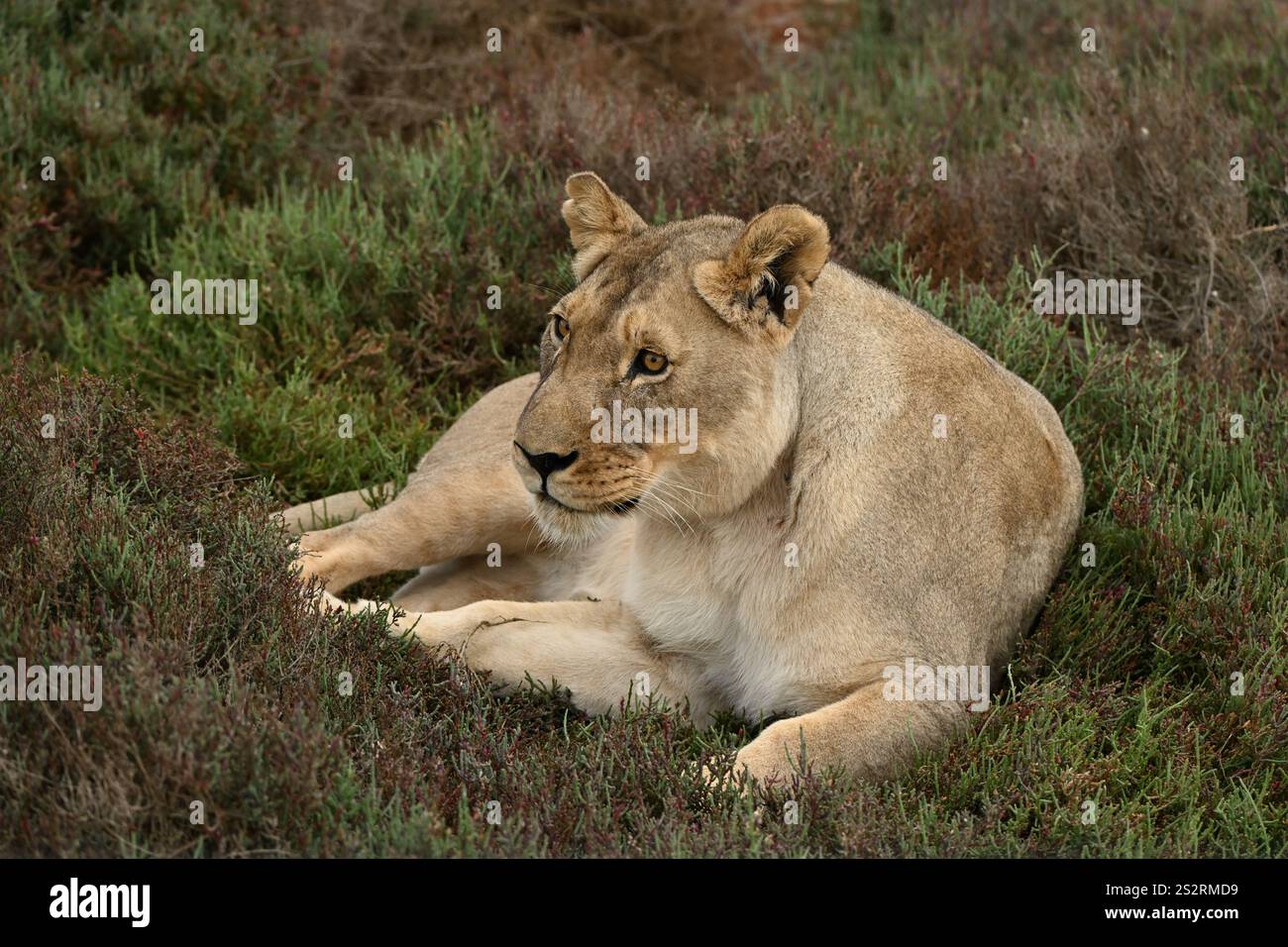 Iconic African Lioness laying down on the grass - safari Stock Photo ...