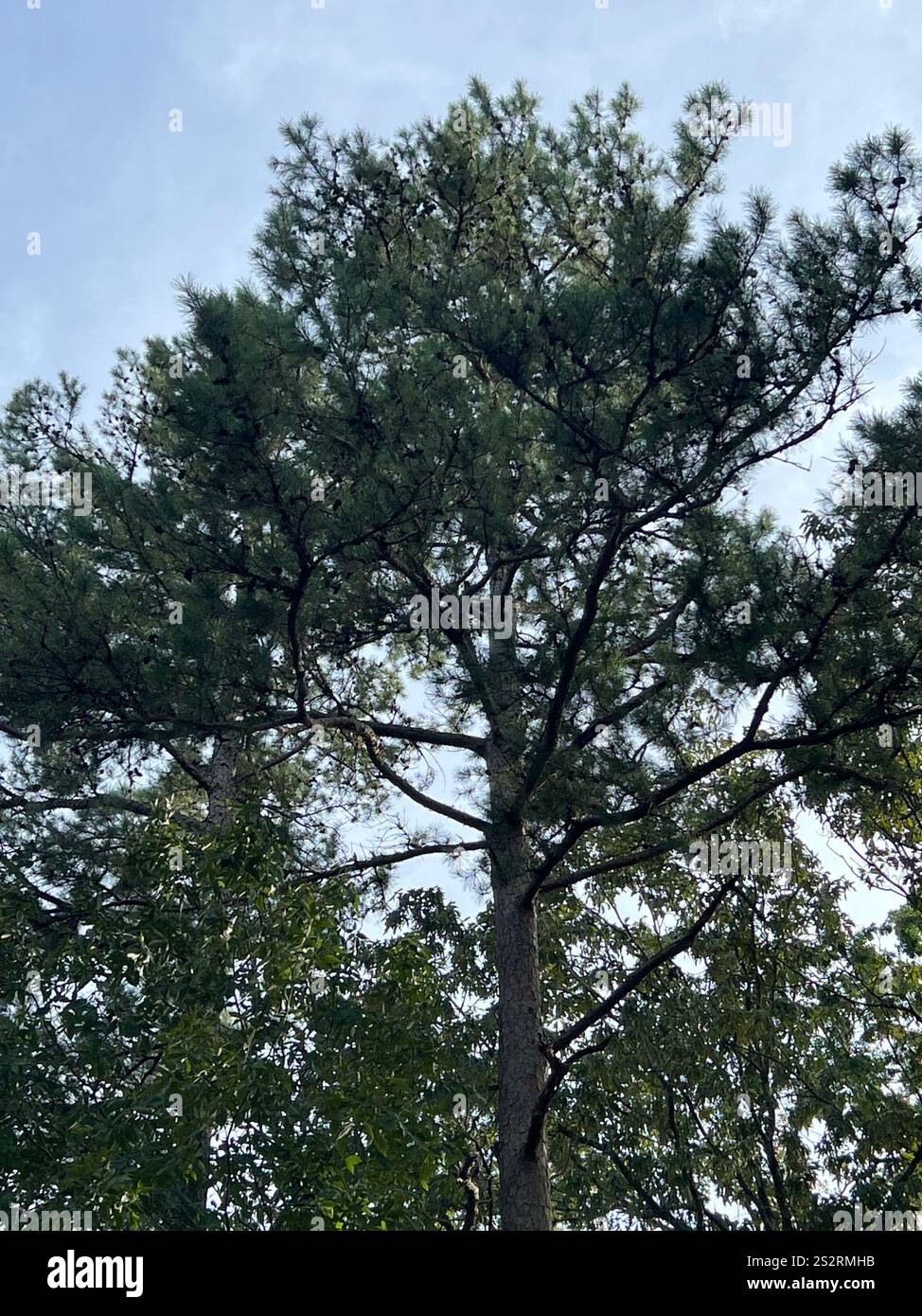 shortleaf pine (Pinus echinata Stock Photo - Alamy