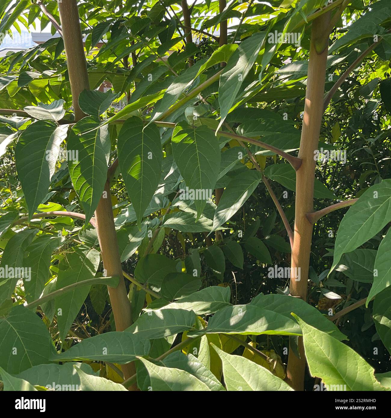 tree-of-heaven (Ailanthus altissima Stock Photo - Alamy
