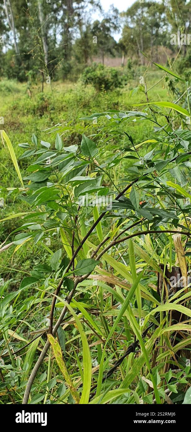 wonga vine (Pandorea pandorana Stock Photo - Alamy