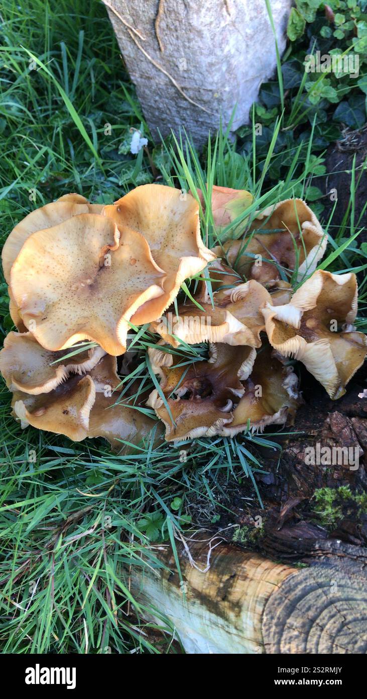 honey mushrooms (Armillaria Stock Photo - Alamy
