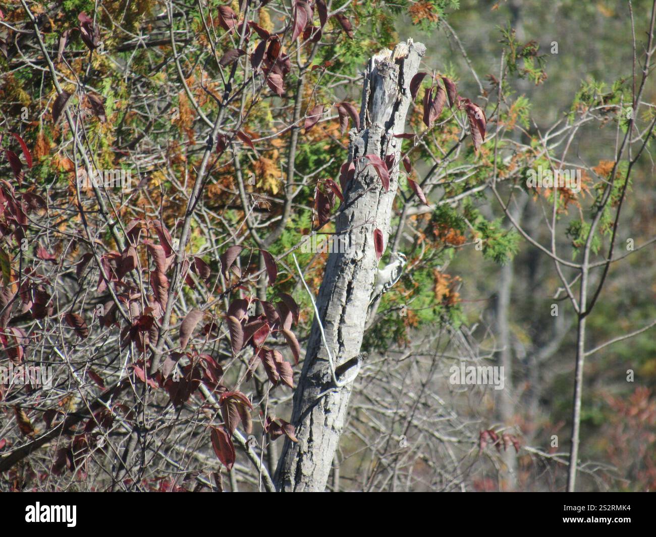 Downy Woodpecker (Dryobates pubescens Stock Photo - Alamy