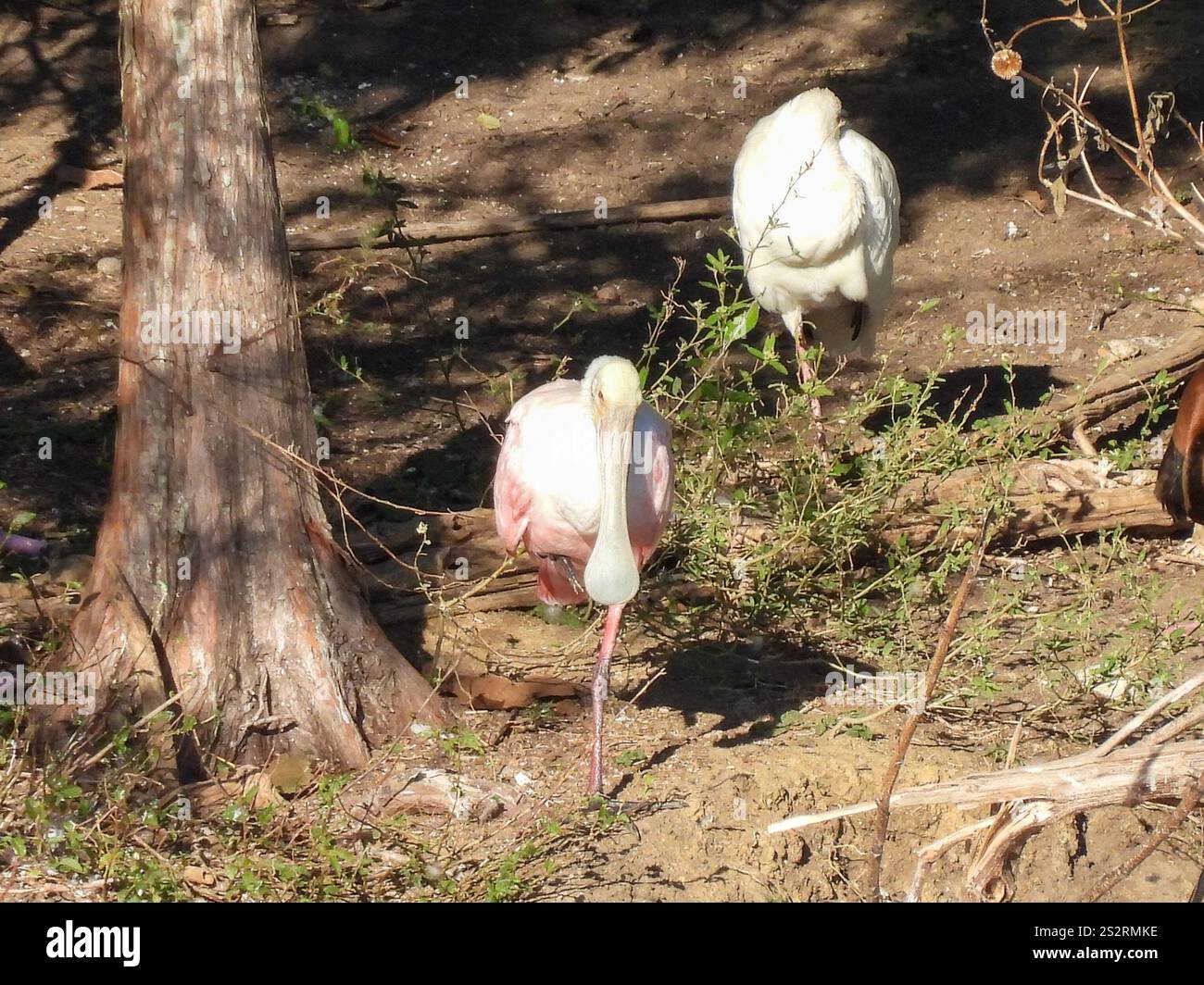 Roseate Spoonbill (Platalea ajaja Stock Photo - Alamy