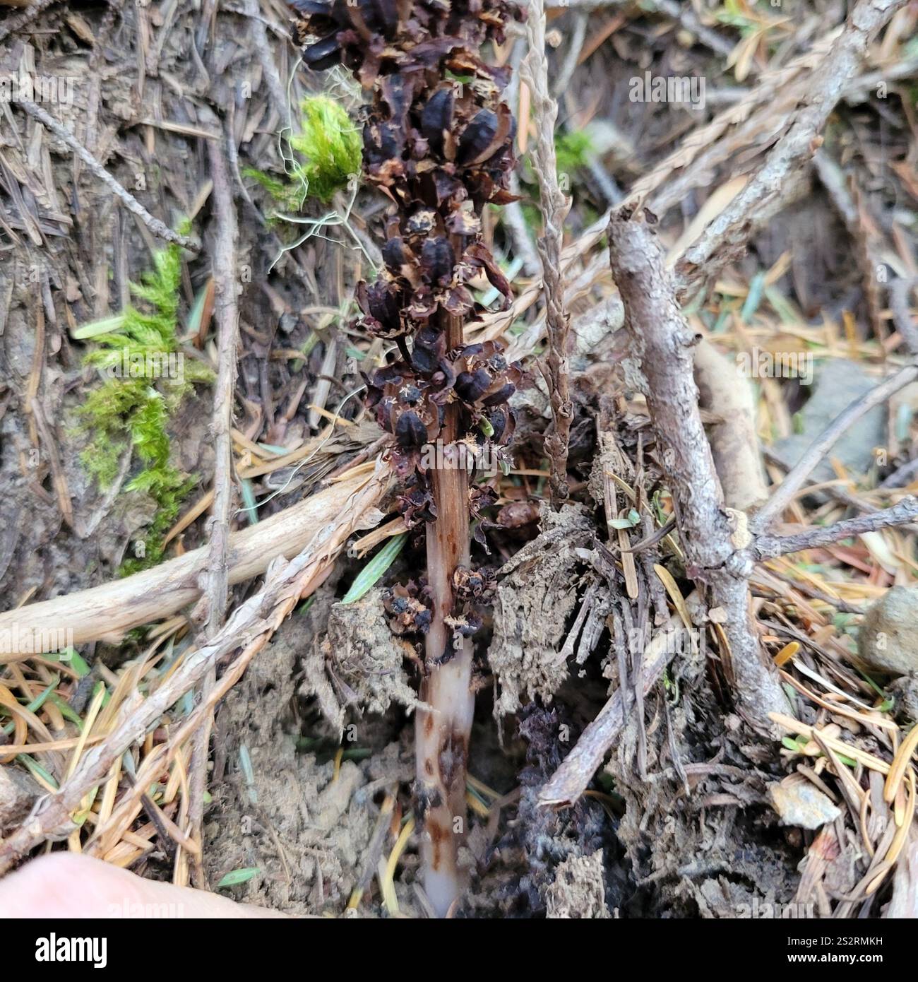 sugarstick (Allotropa virgata Stock Photo - Alamy