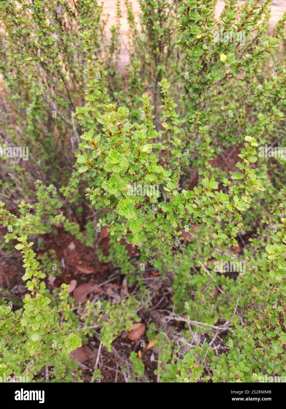 Resurrection Plant (Myrothamnus flabellifolius Stock Photo - Alamy