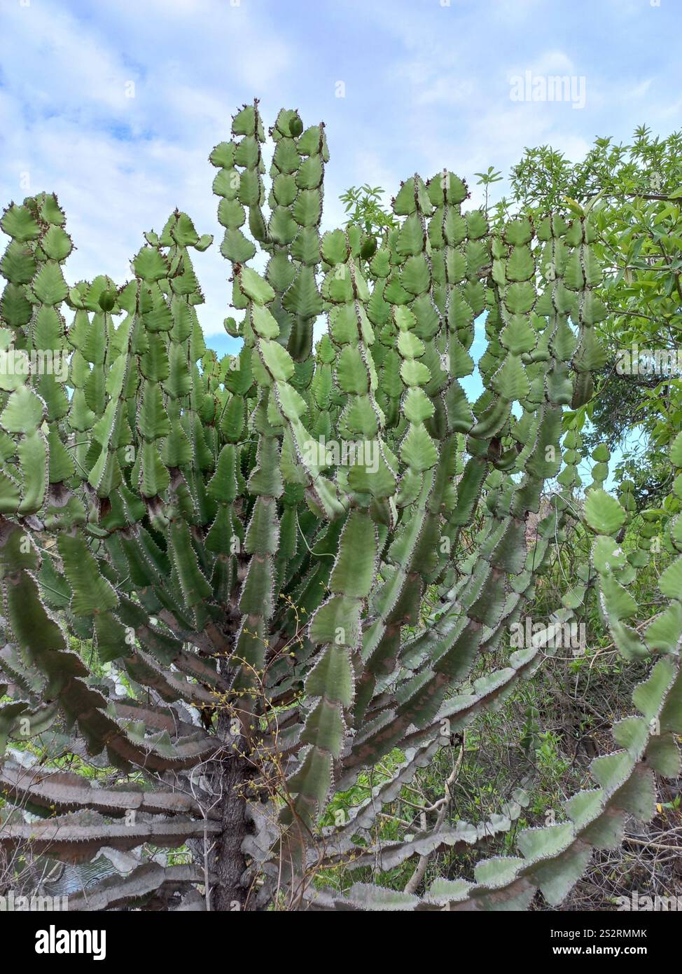 Bushveld Candelabra Tree (Euphorbia cooperi cooperi Stock Photo - Alamy