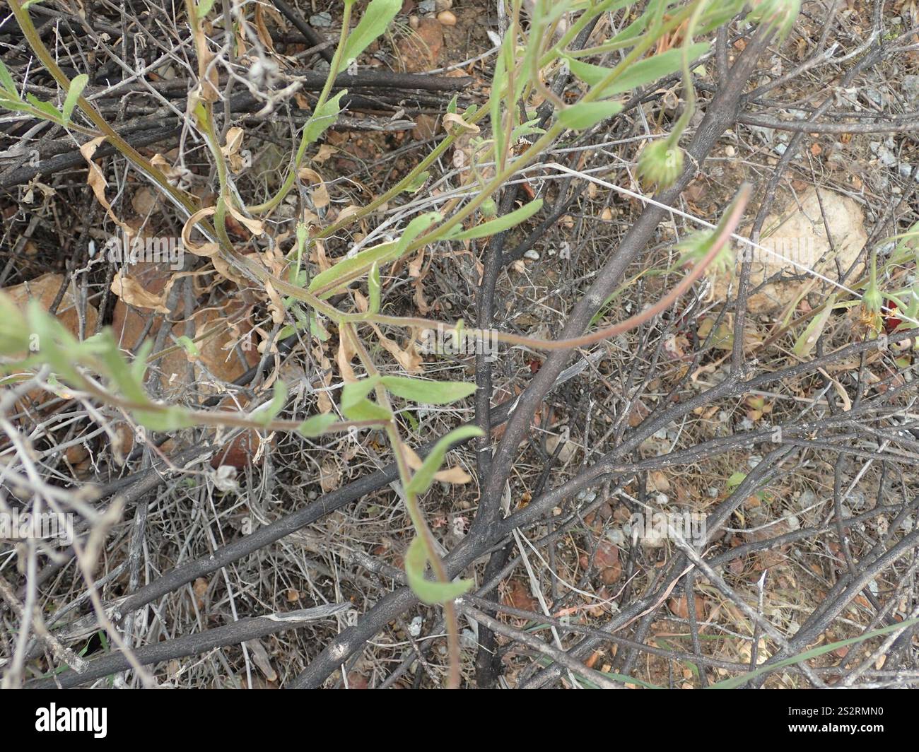Cape marigold (Dimorphotheca sinuata Stock Photo - Alamy