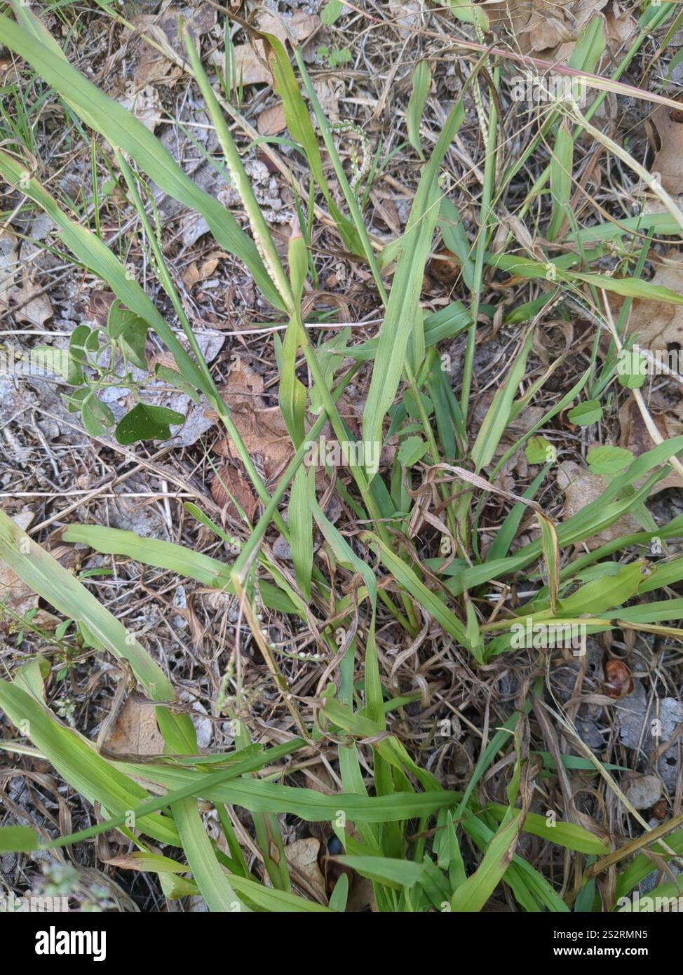 Thin Paspalum (Paspalum setaceum Stock Photo - Alamy