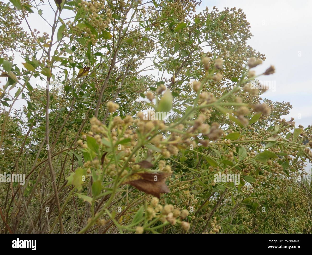 groundsel tree (Baccharis halimifolia Stock Photo - Alamy