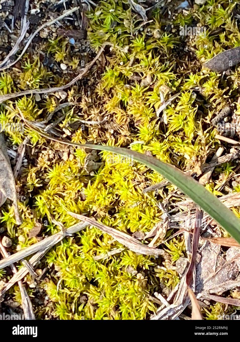 Bird's-Claw Beard-Moss (Barbula unguiculata Stock Photo - Alamy