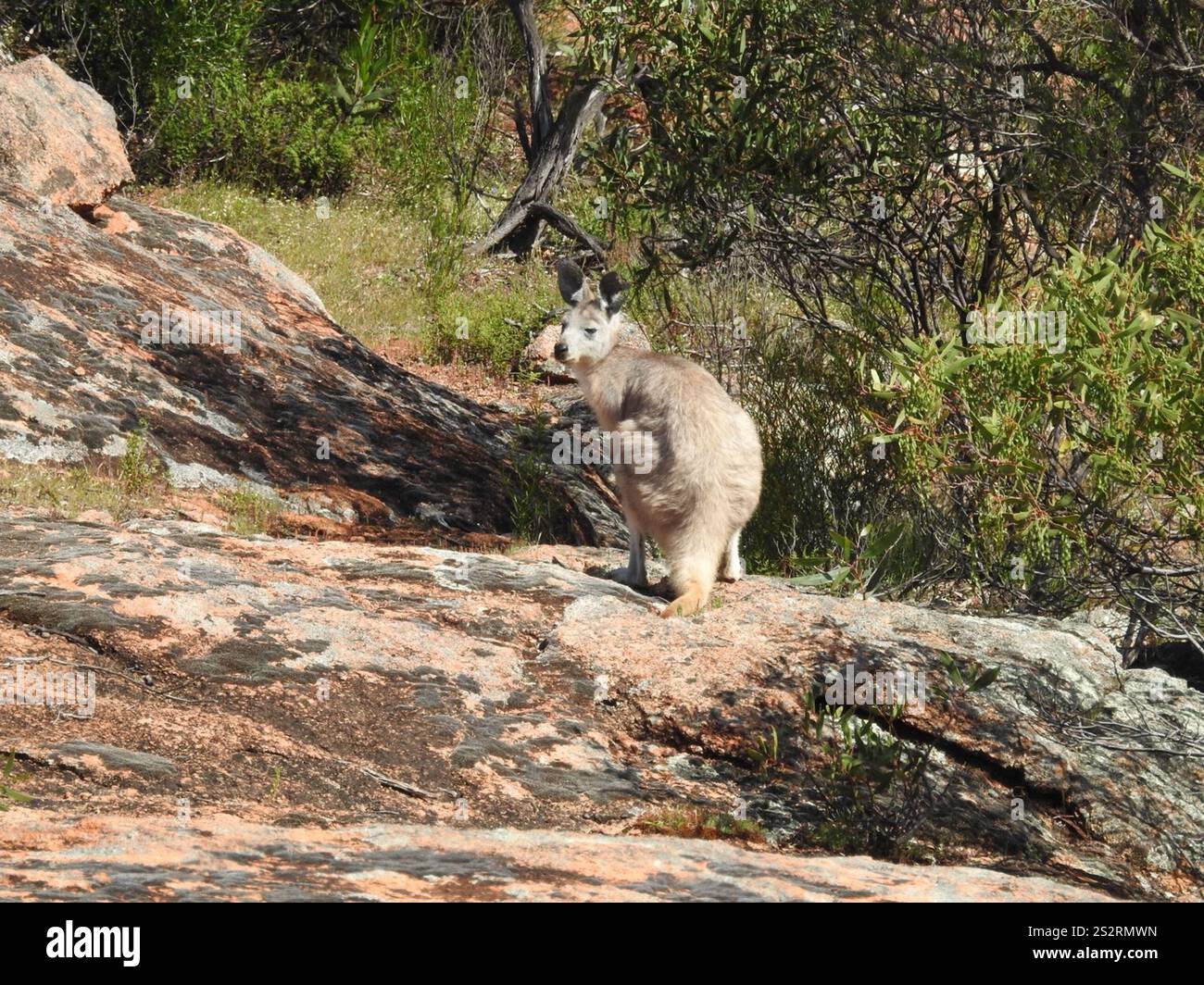 Common Wallaroo (Osphranter robustus Stock Photo - Alamy