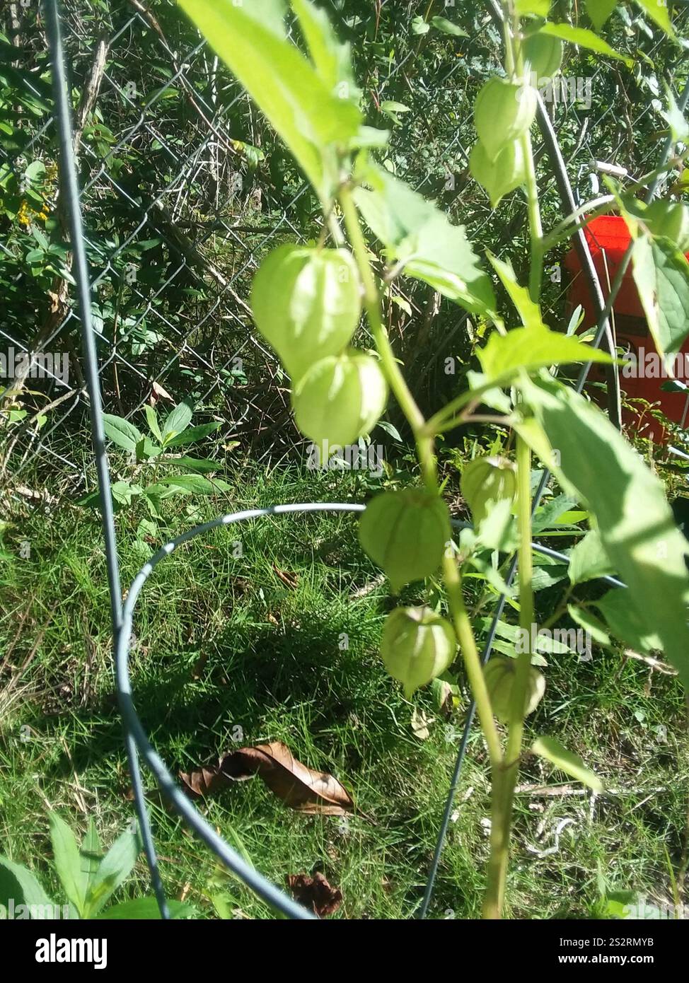 cutleaf groundcherry (Physalis angulata Stock Photo - Alamy